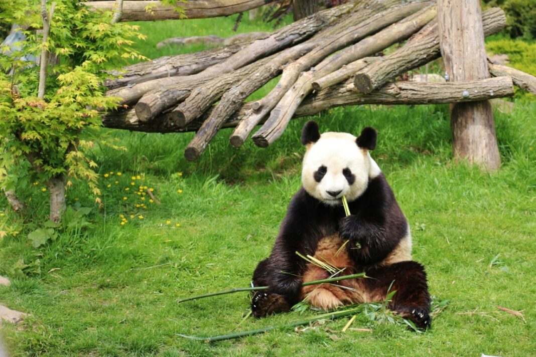 TOP 15 des plus beaux parcs animaliers, réserves et zoos de France - La ...